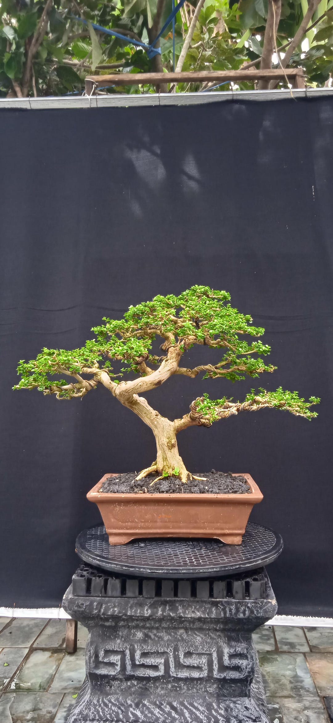 Premna Microphylla Bonsai Tree/real Picture - Etsy