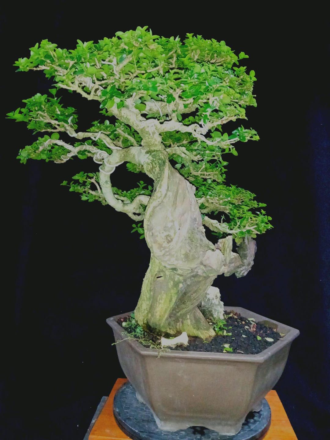Premna Microphylla Bonsai Tree Real Picture - Etsy