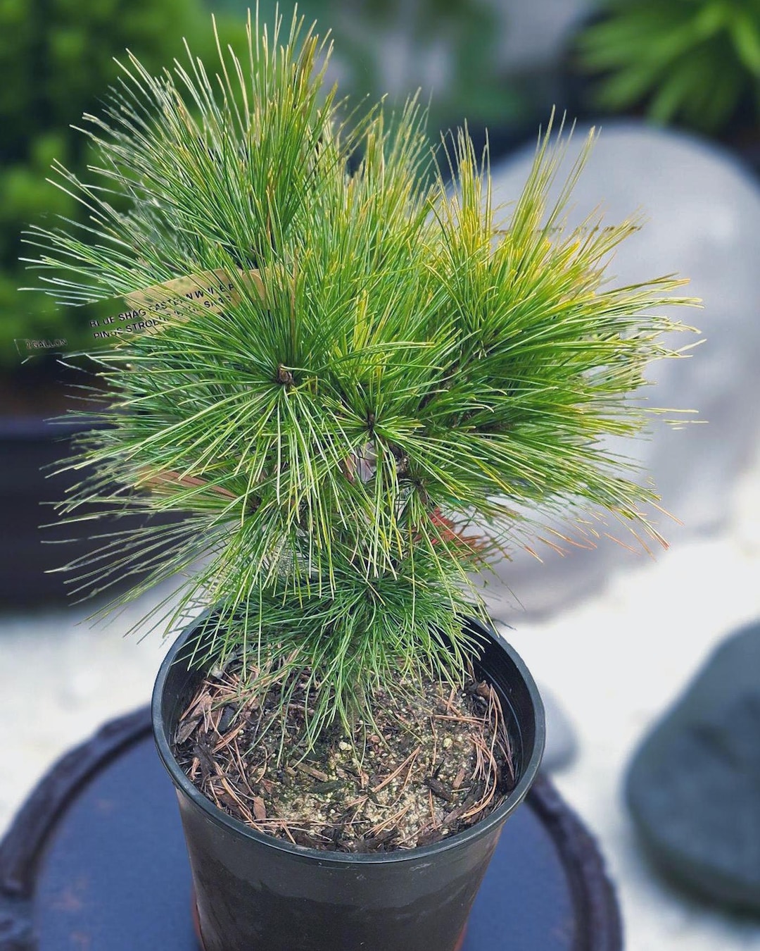 Blue Shag Dwarf Eastern White Pine – Bonsai Starter Tree, 2-gallon - Etsy