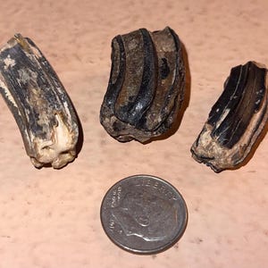 3 Fossilized Extinct Horse Teeth - Etsy