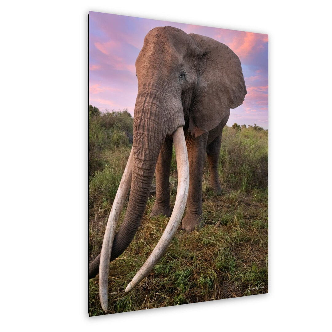 Craig the Big Tusker Elephant Photography Print Amboseli Kenya Safari ...