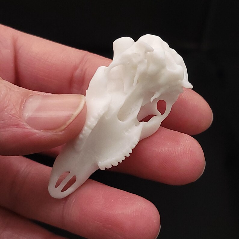 Unpainted Miniature Deer Skull- Dollhouse, Diorama 1-6, 1-12, 1-24 ...