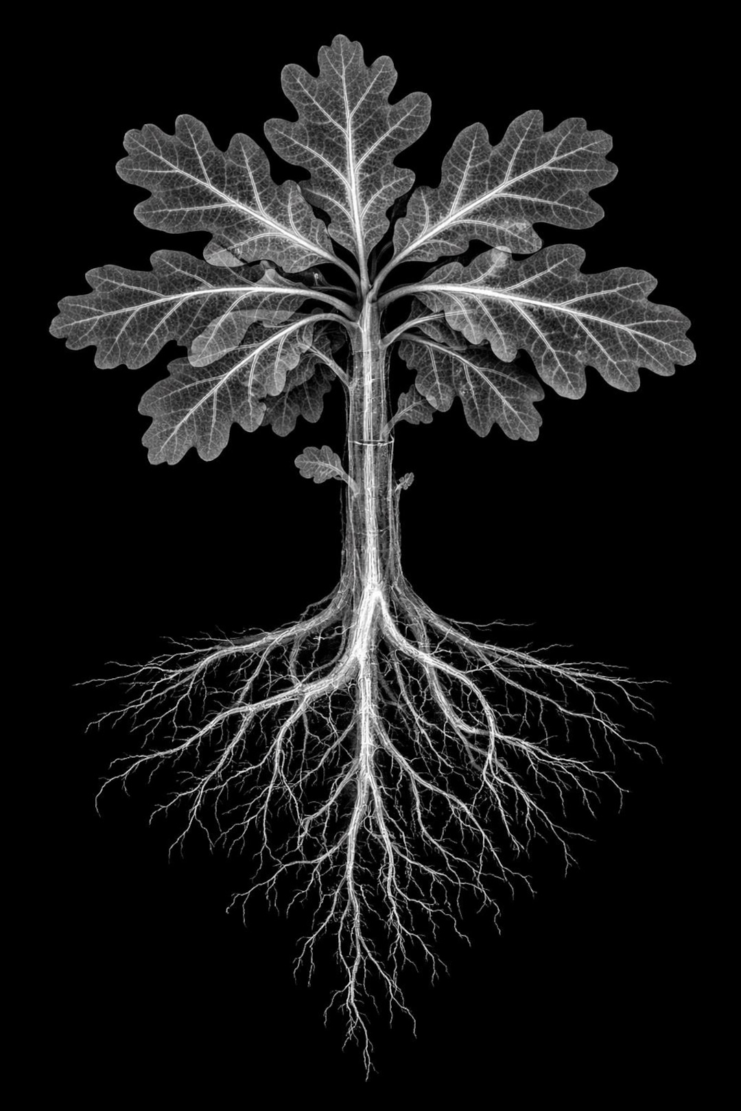 Oak Tree X-ray With Roots, Botanical Anatomy Art, Minimalist Nature ...