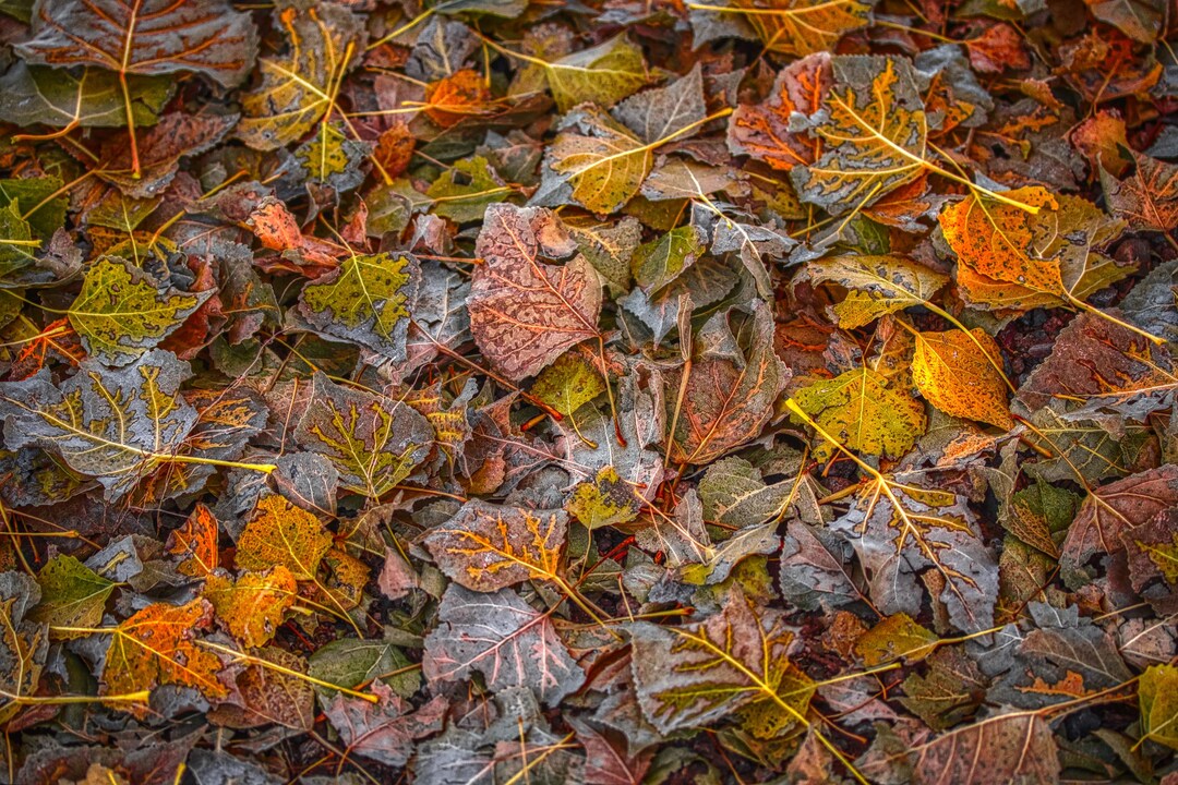 HDR Photography Art "backyard Fall Leaves" by Award Winning Artist ...