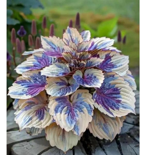 Premium Rare Hosta Seeds - Etsy