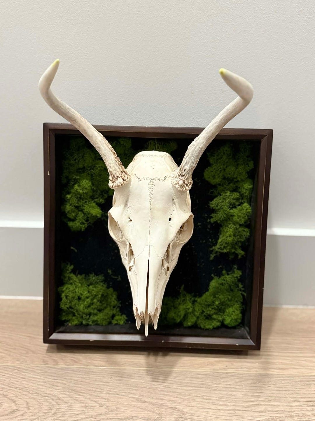 Deer Skull Shadow Box - Etsy
