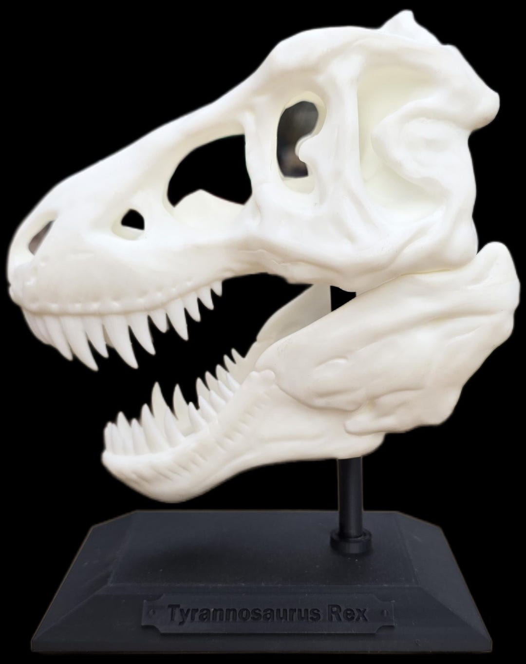 Tyrannosaurus Rex Display With Custom Base - Etsy
