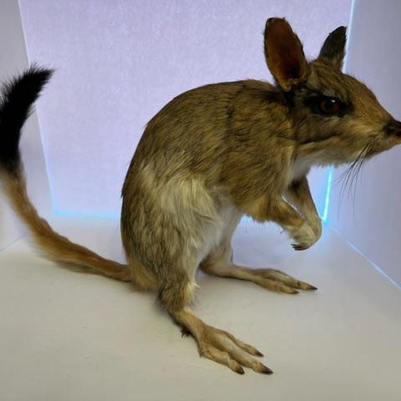 Weird Taxidermy - Etsy