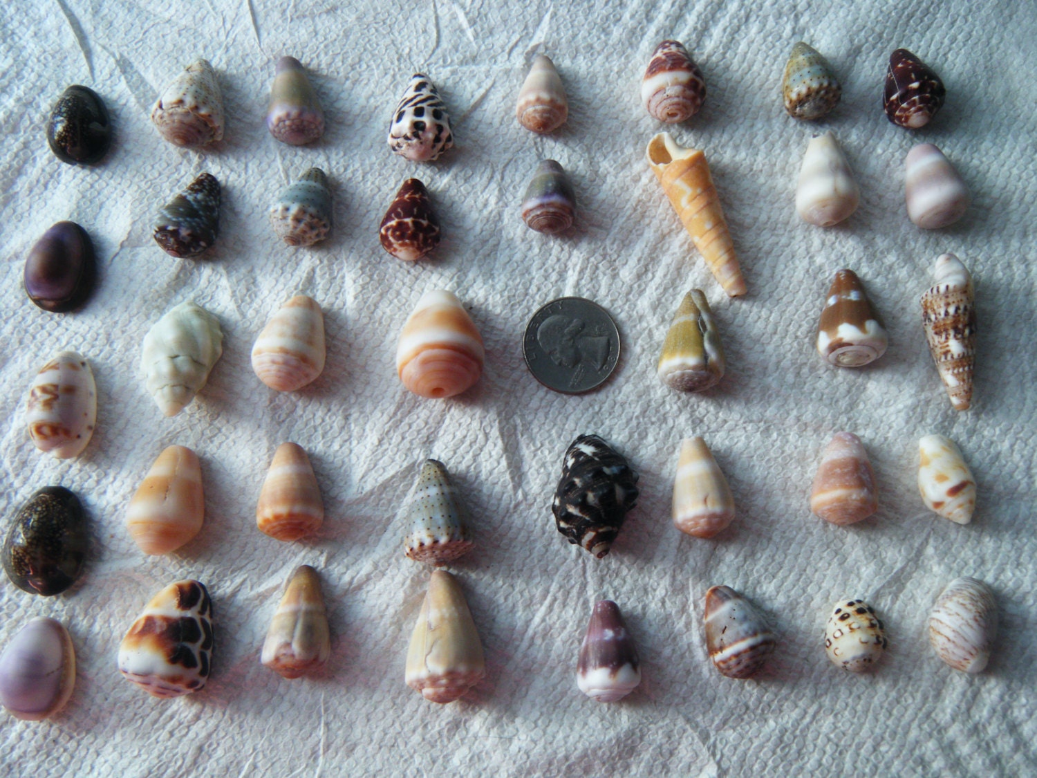 14K 16G Gold Hammered Shell Bangle - Etsy