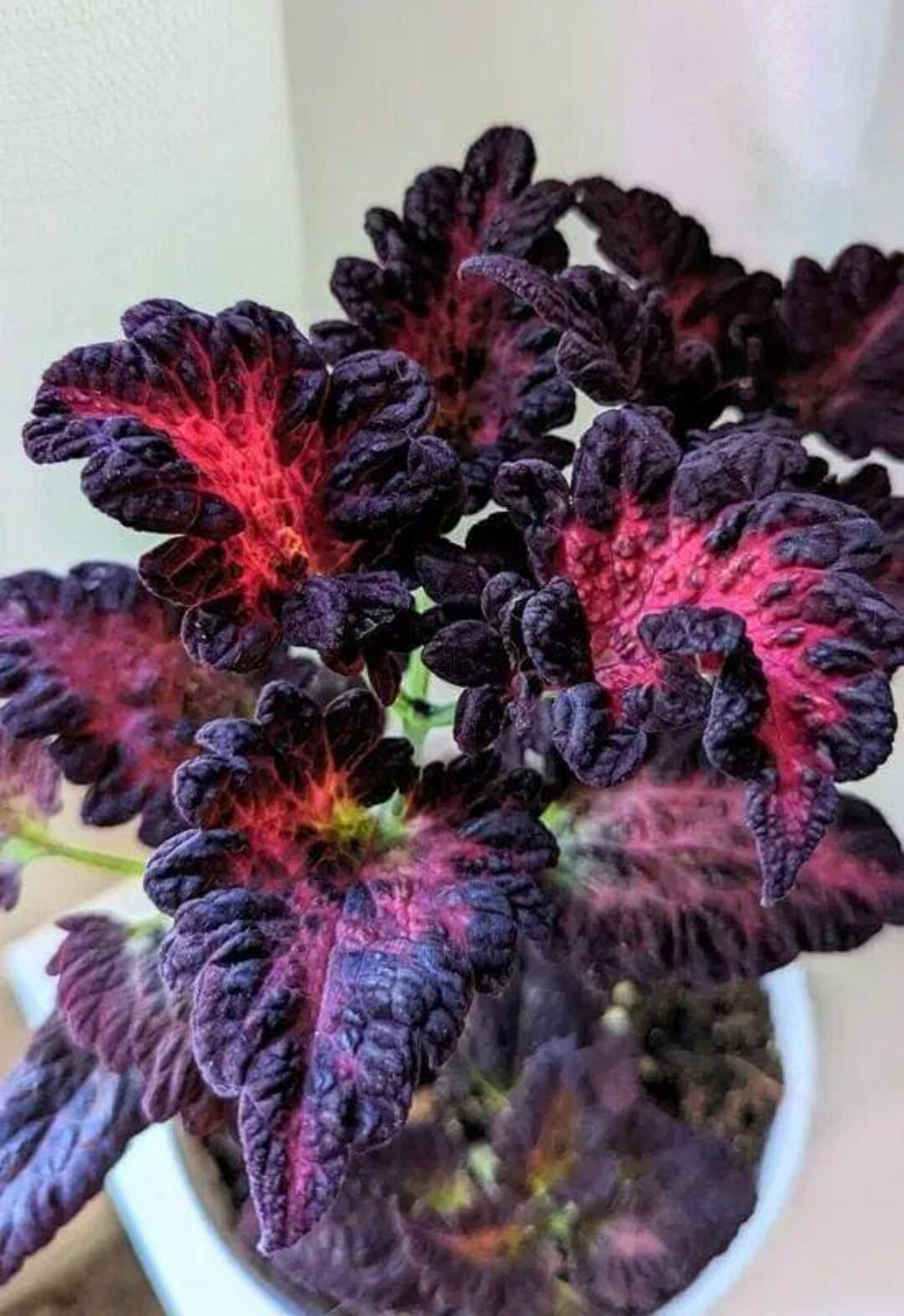 Dragon Coleus Seeds – Vibrant Serrated Foliage Plant - Etsy