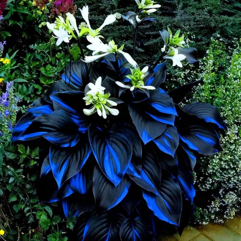Blue and Black Hostas - Etsy
