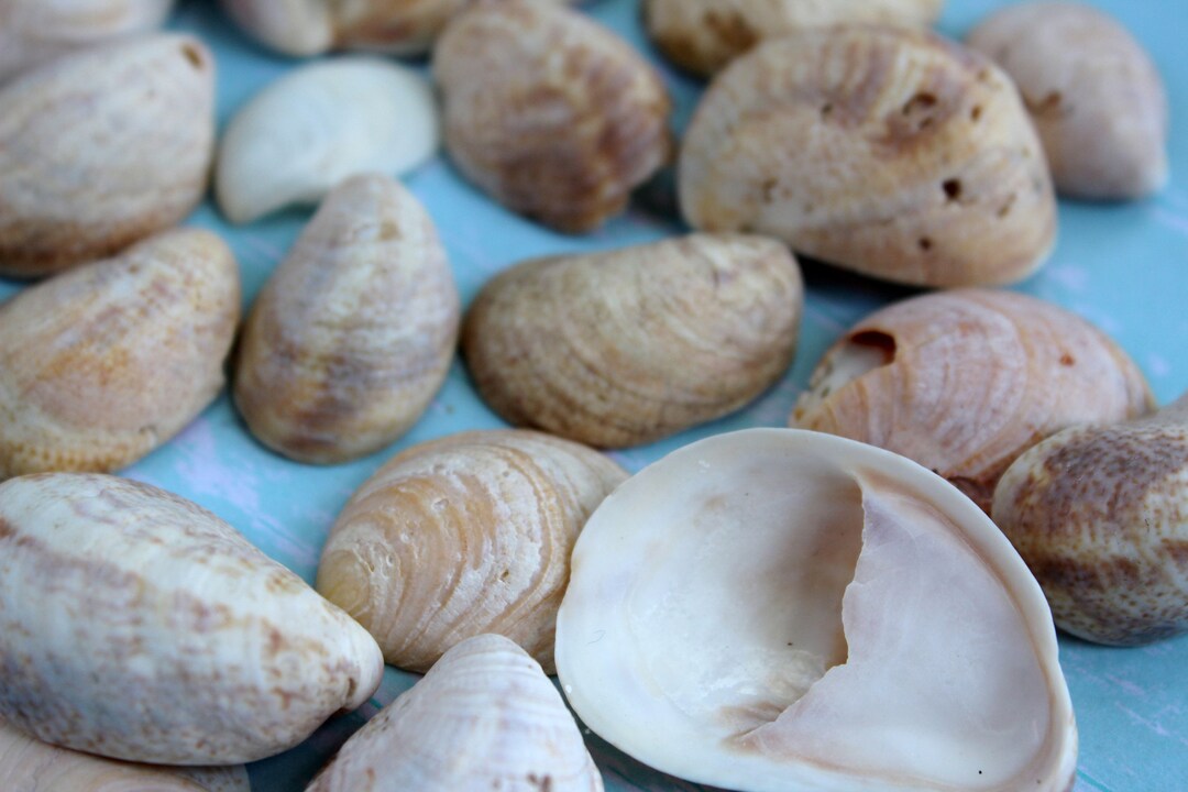 Fossil Slipper Snail Shells, 15pcs - Etsy