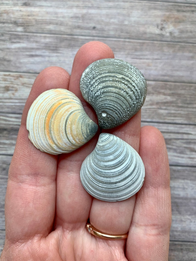 Astarte Fossil Clam Shells, Chesapeake Bay Clam, 15pcs - Etsy