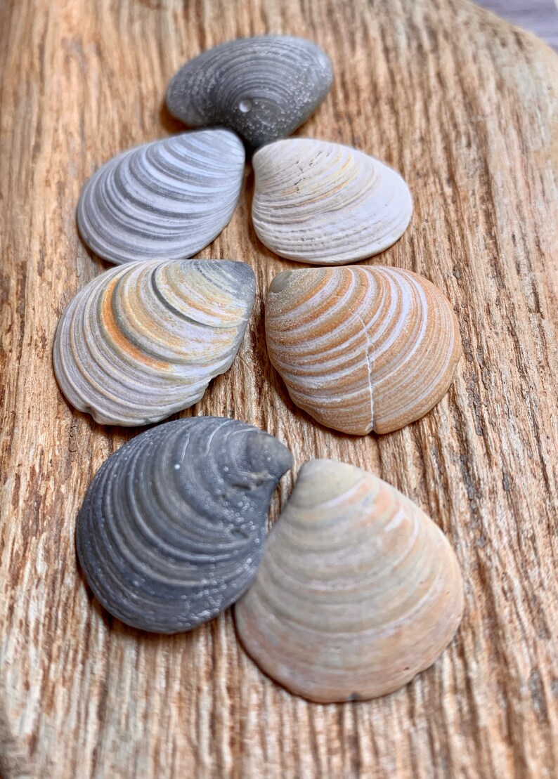 Astarte Fossil Clam Shells, Chesapeake Bay Clam, 15pcs - Etsy