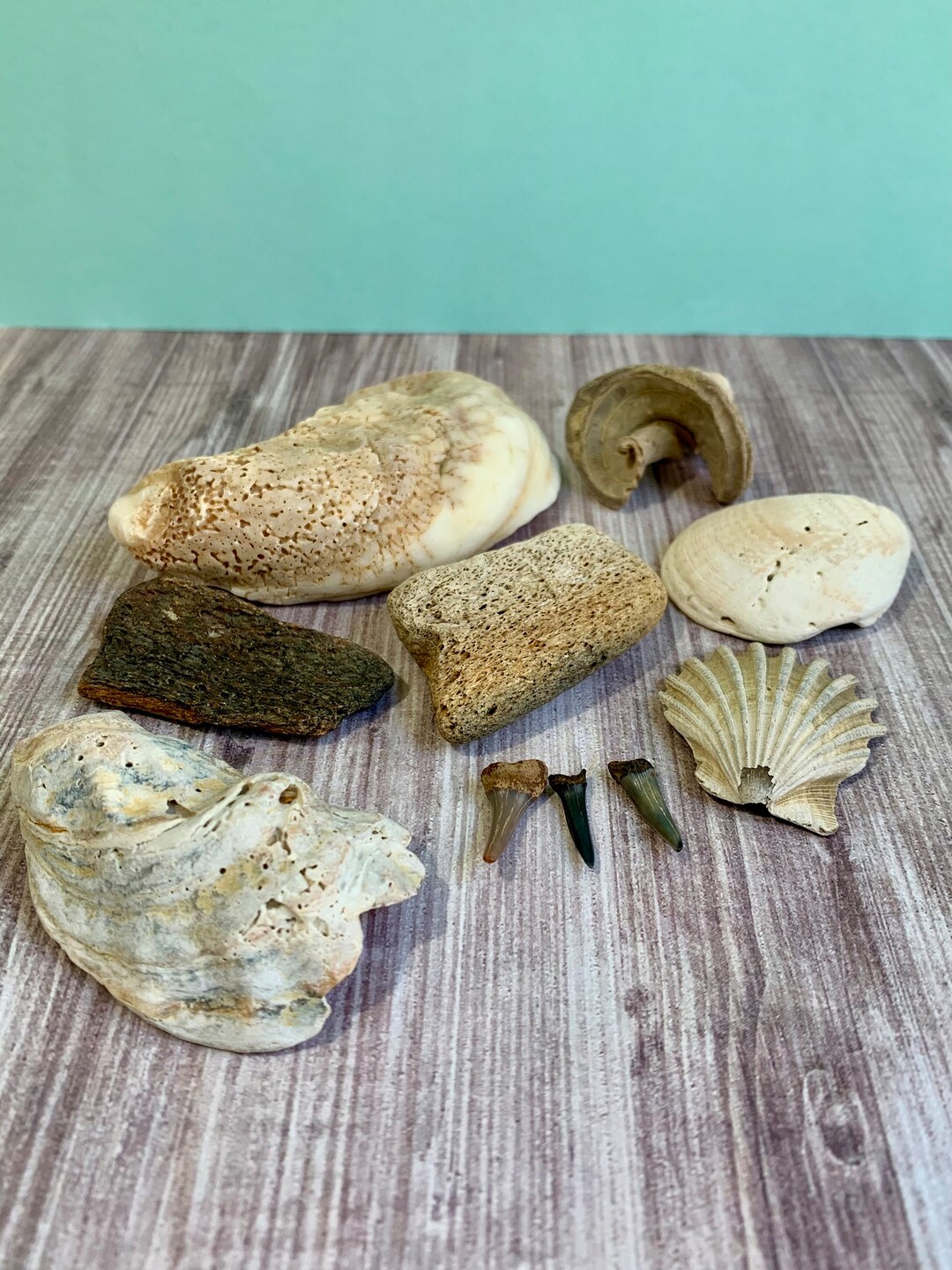 Fossil Pack James River - Etsy