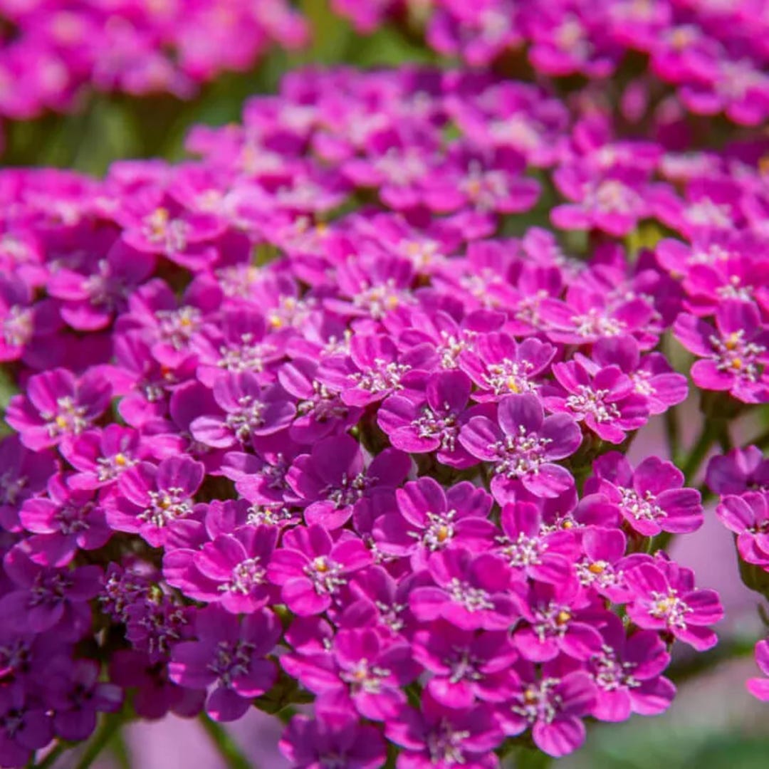 Cerise Queen Yarrow Seeds – Perennial Garden Flower - Etsy