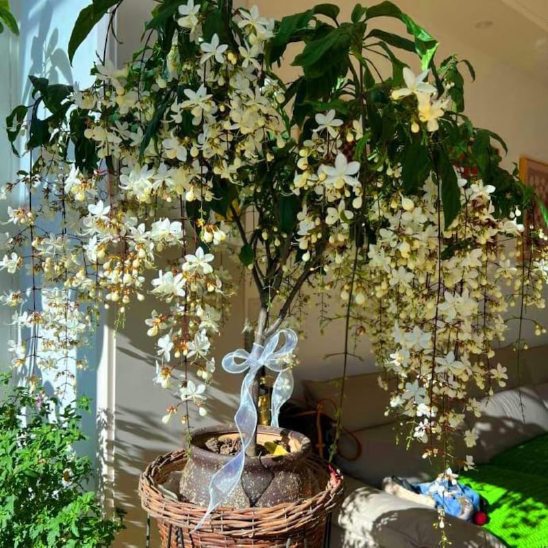 Weeping Jasmine Plant - Etsy