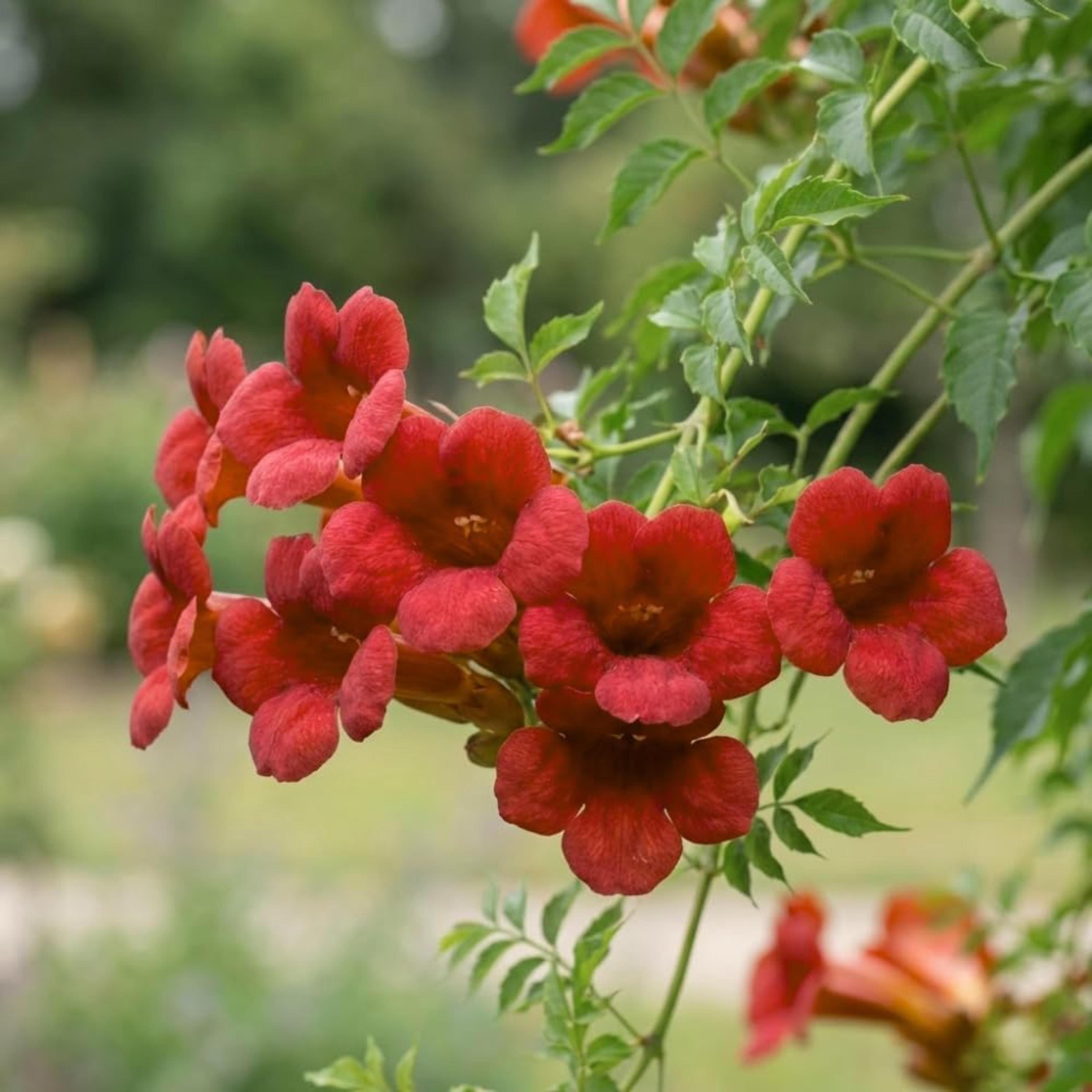Dark Red Trumpet Vine Seeds – Hummingbird Flower - Etsy
