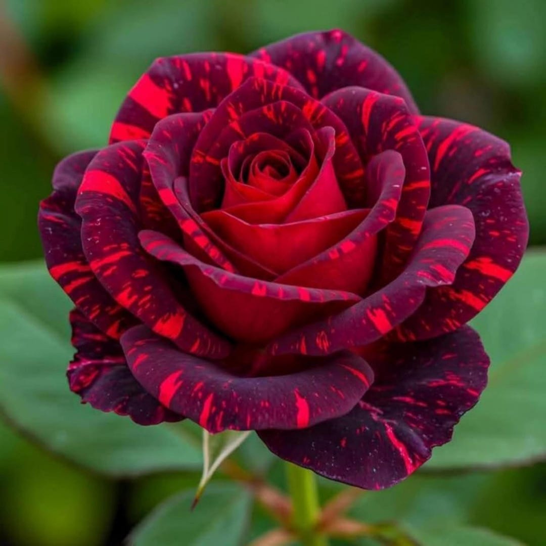 Mixed Rare Rose Seeds – Heirloom Perennial Flower Bush - Etsy