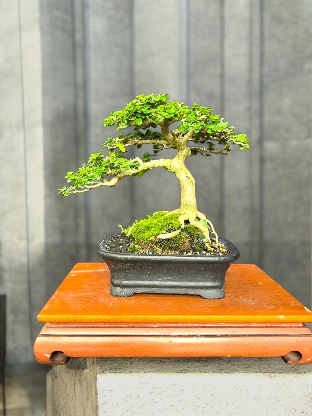 Premna Microphylla Bonsai Small Size Tree - Etsy