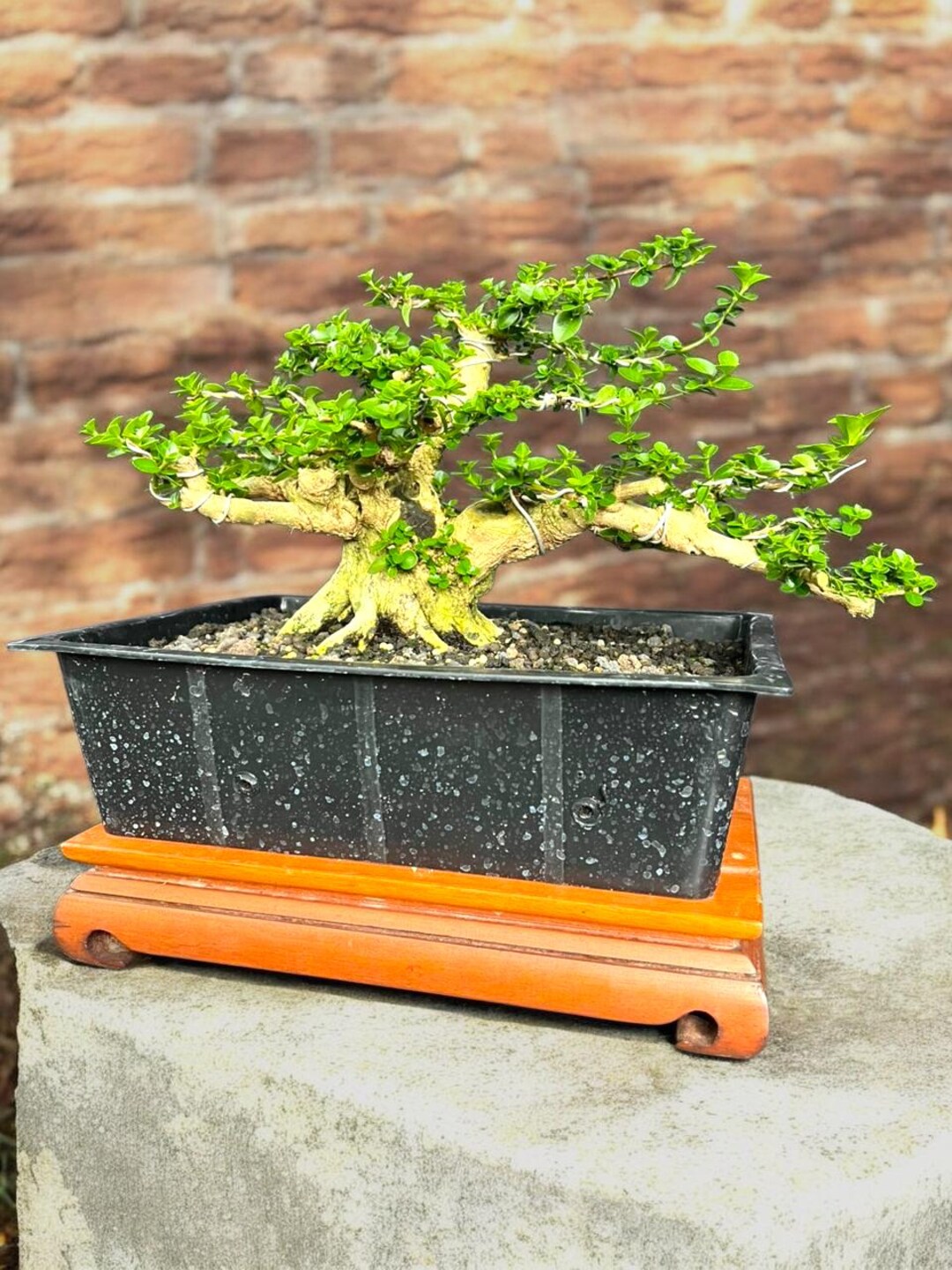 Premna Microphylla Bonsai Small Size Bogel Tree - Etsy