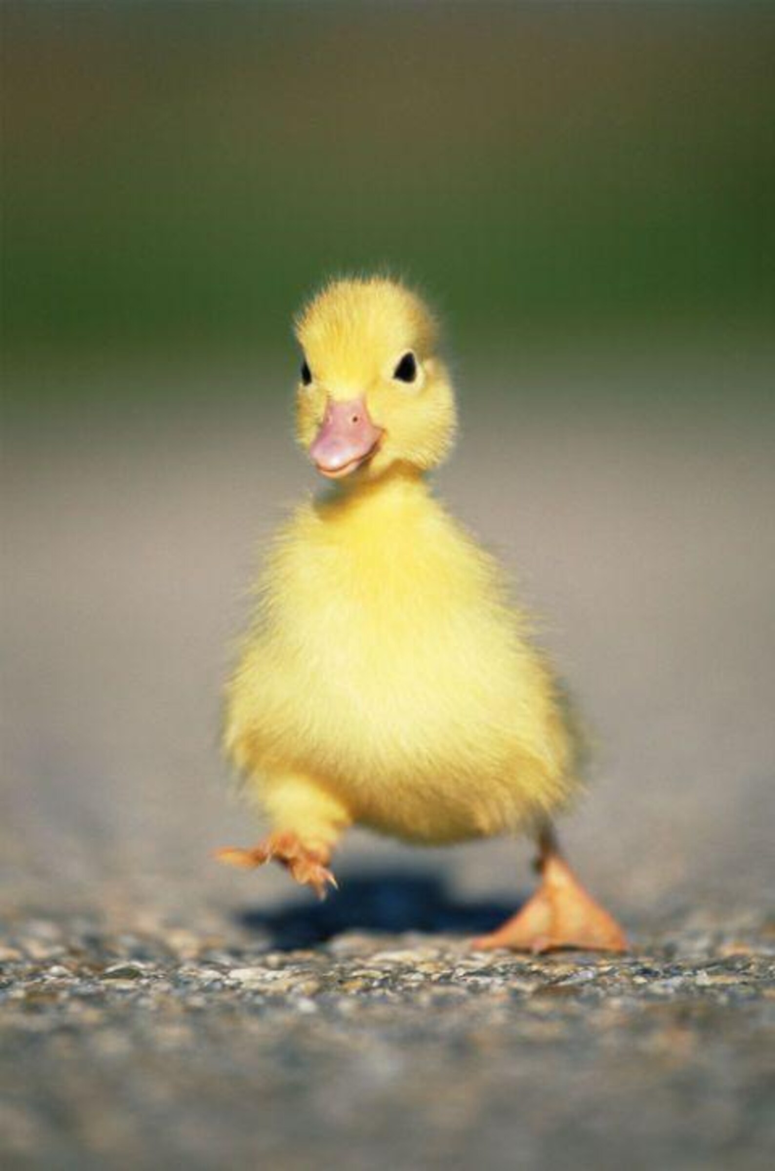 Cute Duck Art Print | Aesthetic Duck Illustration | Nursery Wall Decor ...