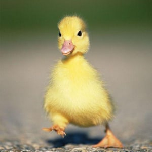 Cute Duck Art Print | Aesthetic Duck Illustration | Nursery Wall Decor ...