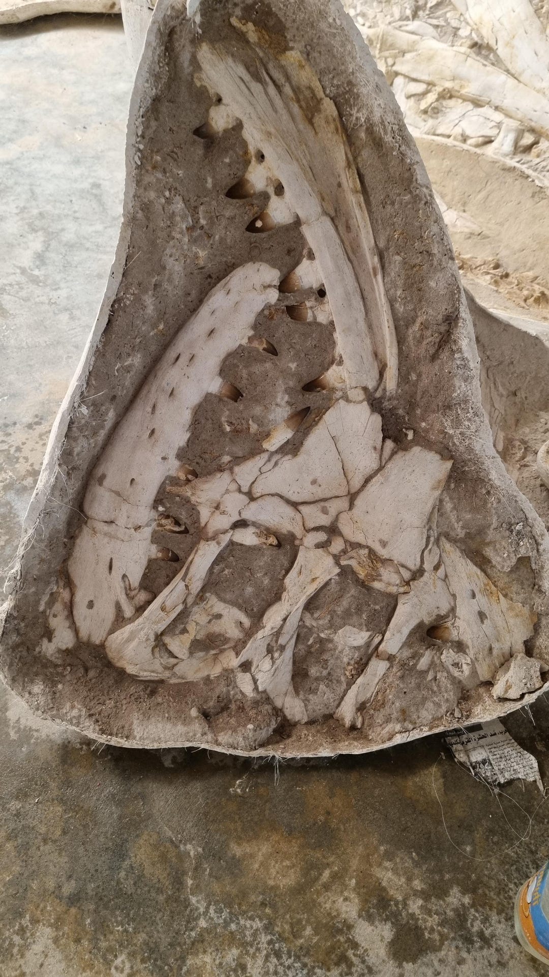 Mosasaur Prognathodon Fossil - Etsy