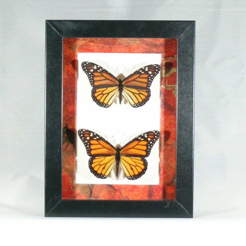Monarch Shadow Frame - Etsy