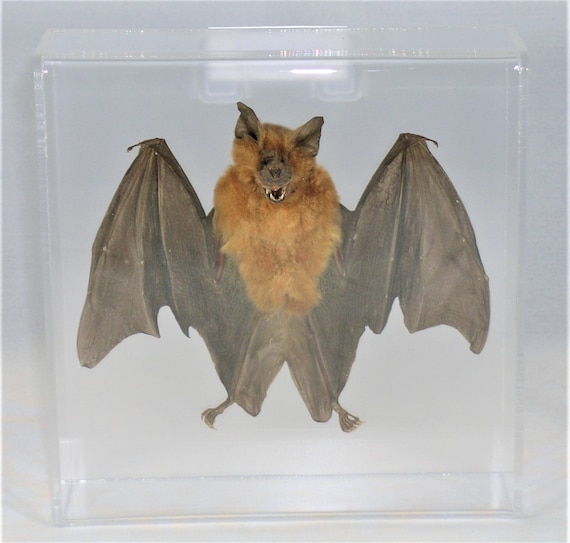 Real Bat Wings Folded