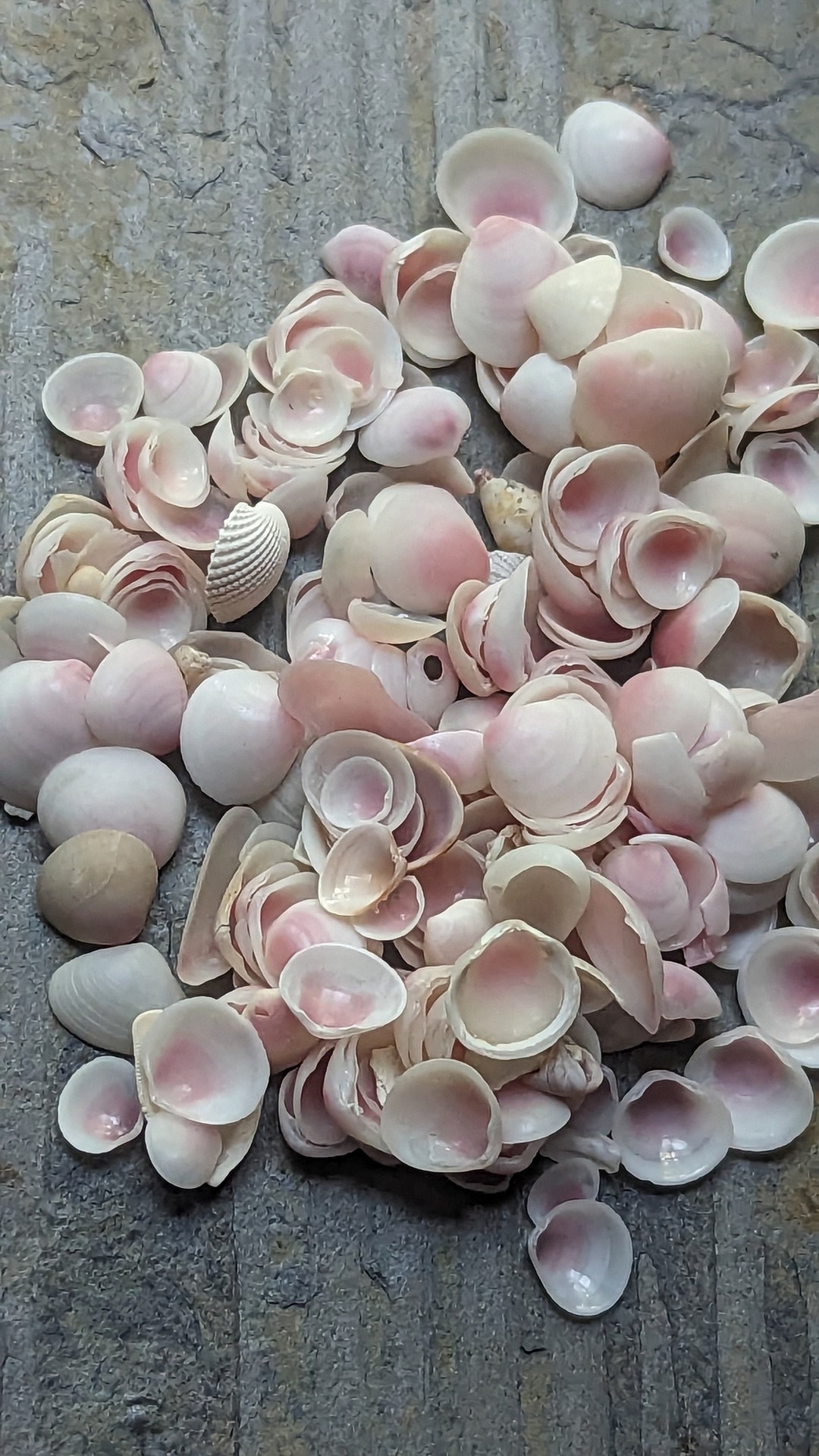 Rare APPLE BLOSSOM Shells/shell Art,shell Flowers//wedding Decor ...