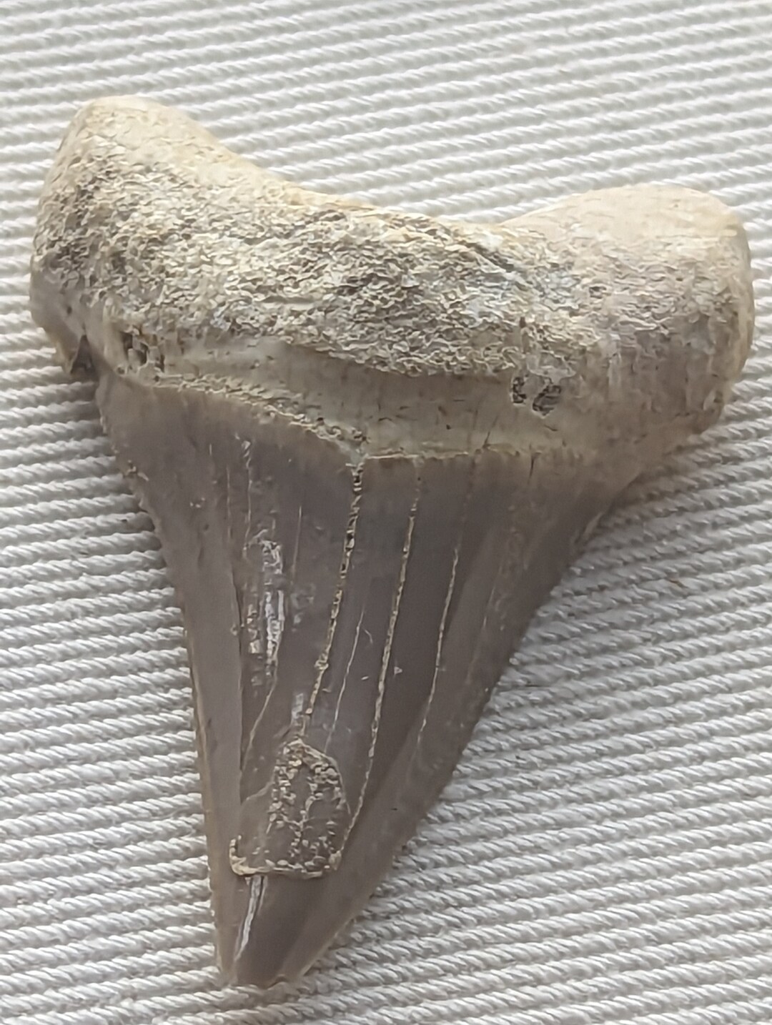 Cool Fossil to Wrap,megalodon Tooth From South Carolina, Giant Mega ...