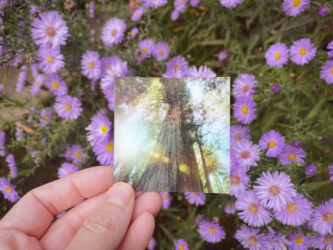 The Canopy 2.5" Holographic Sticker | Landscape Photography Stickers ...