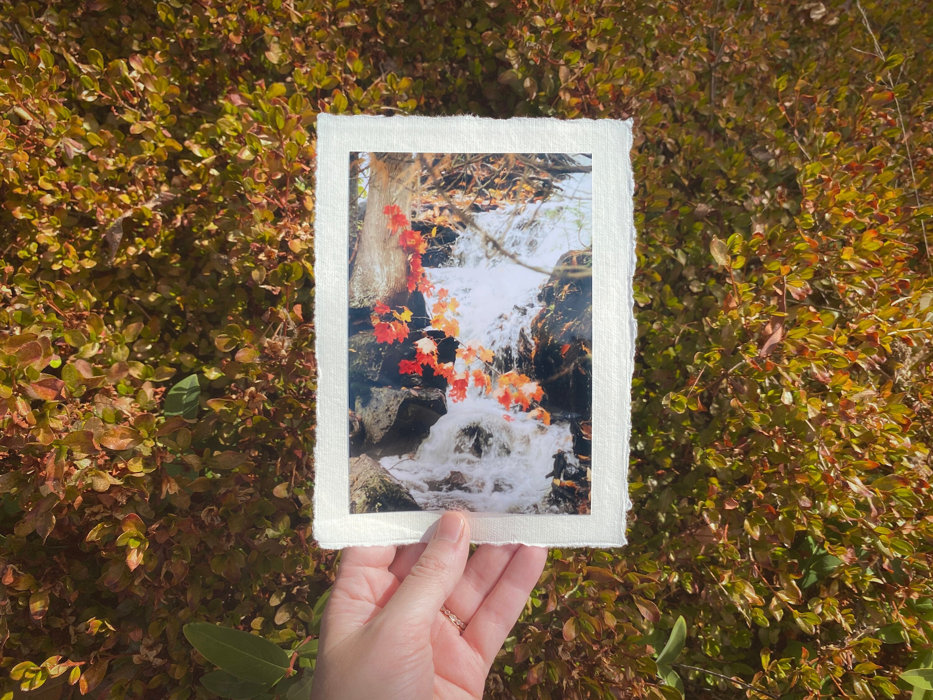 Deckled Edge Art Prints Flowing Foliage - Etsy