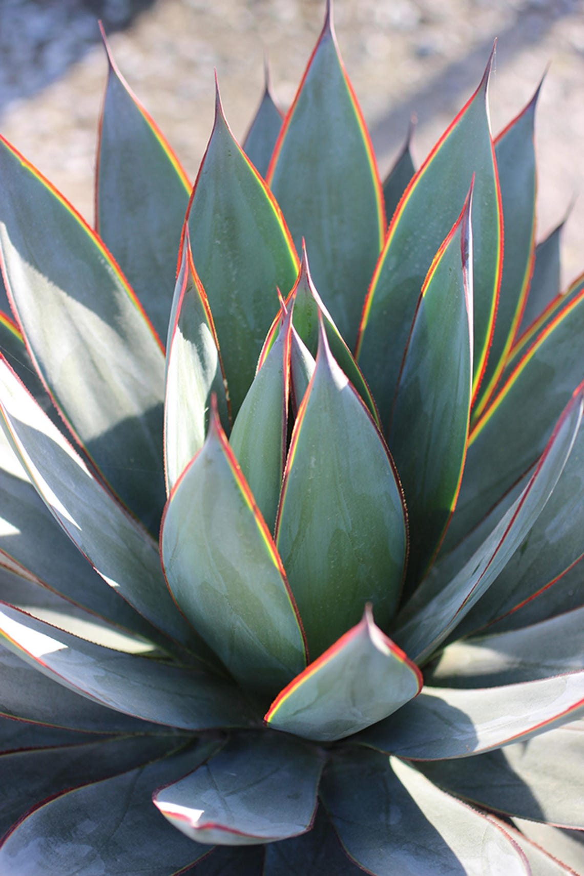 Agave 'blue Glow' - 1 Gallon - Low Growing Ornamental Succulent - Etsy