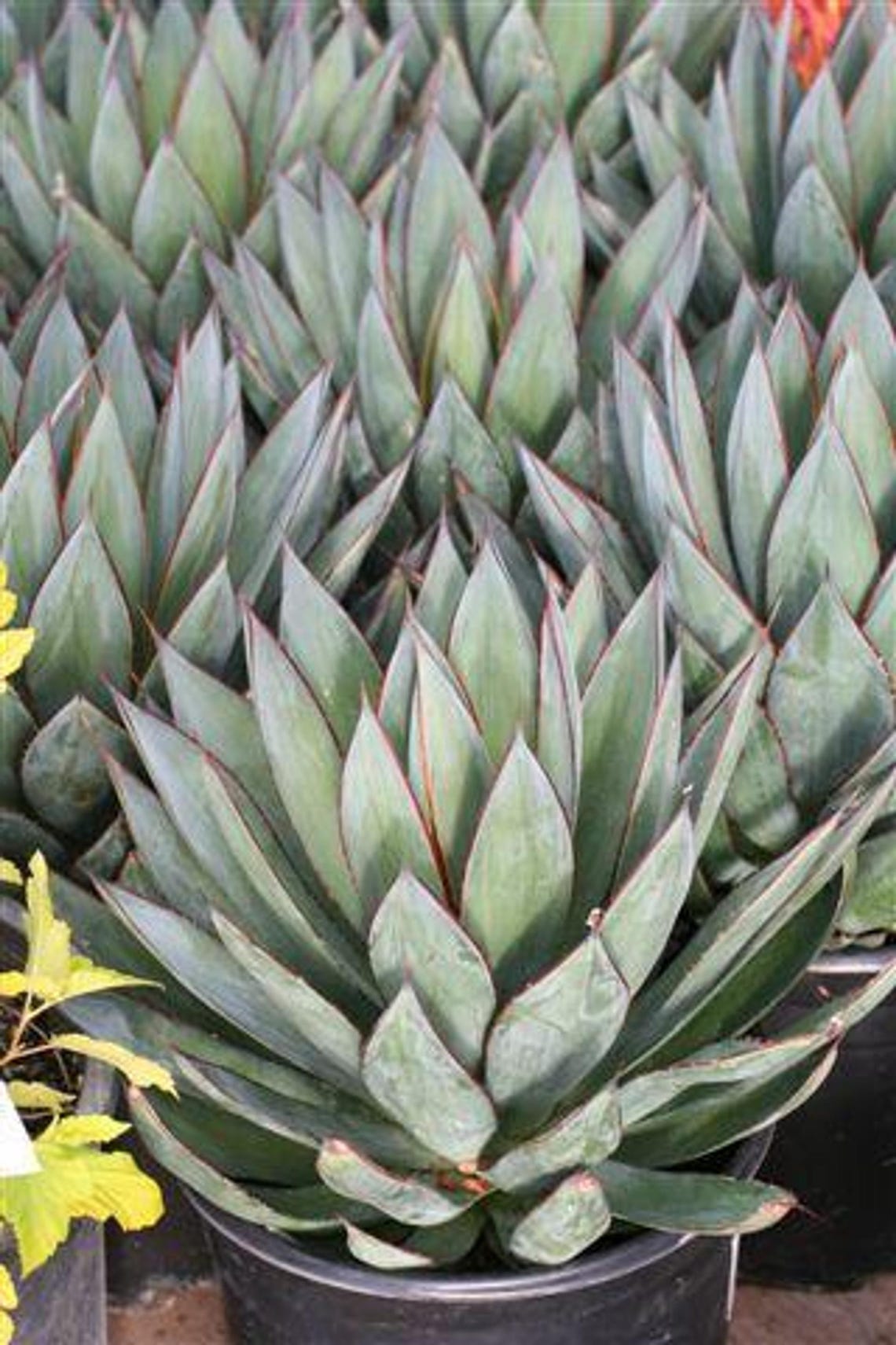 Agave 'blue Glow' - 1 Gallon - Low Growing Ornamental Succulent - Etsy