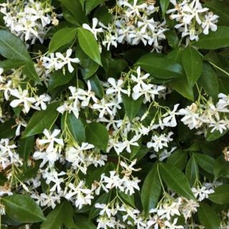 Trailing Jasmine Plants - Etsy