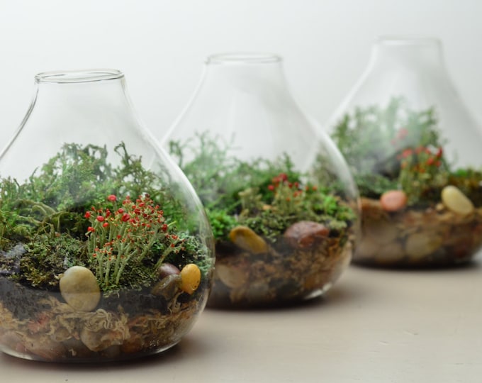 Lichen Terrarium // Forest // Teardrop Vase // Home and Living // Green ...