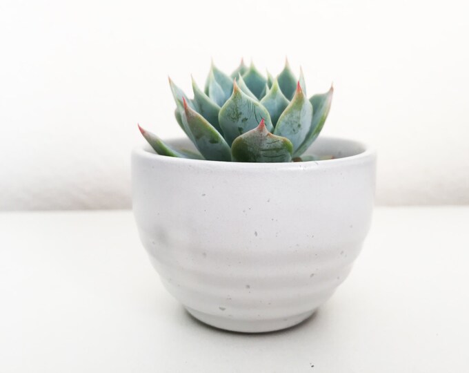 Mini White Pot - Speckled Round Miniature Succulent Planter - Etsy