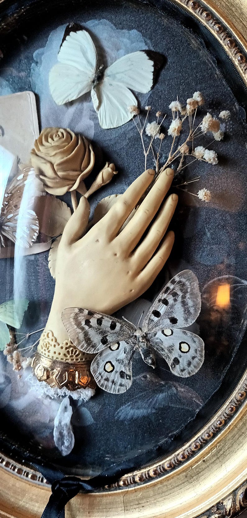 In Memoriam – Preserved Butterfly Specimen Art – Gothic Cabinet of ...