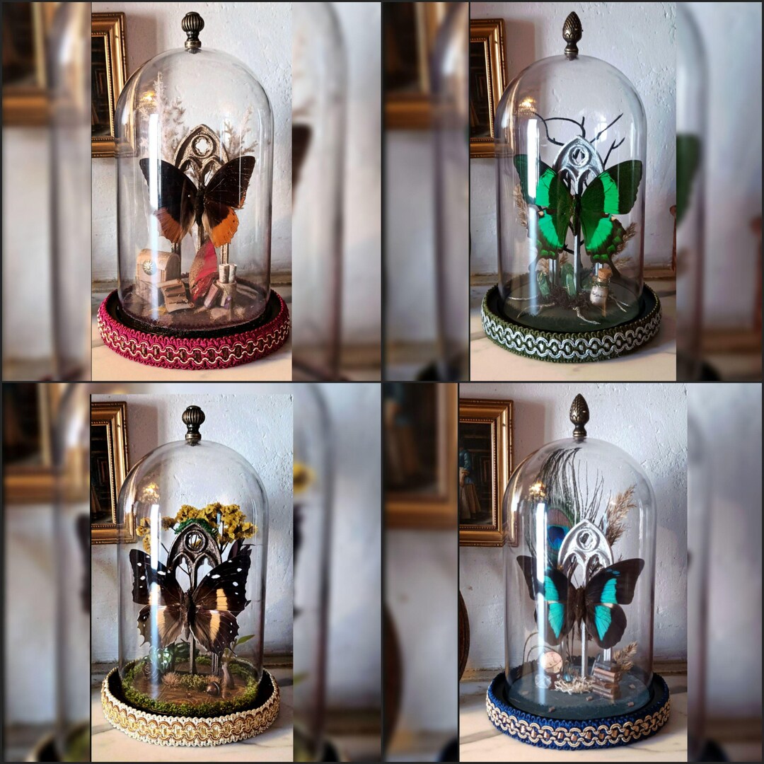 Relics of Hogwarts – Preserved Butterfly Specimen Art Under Dome ...