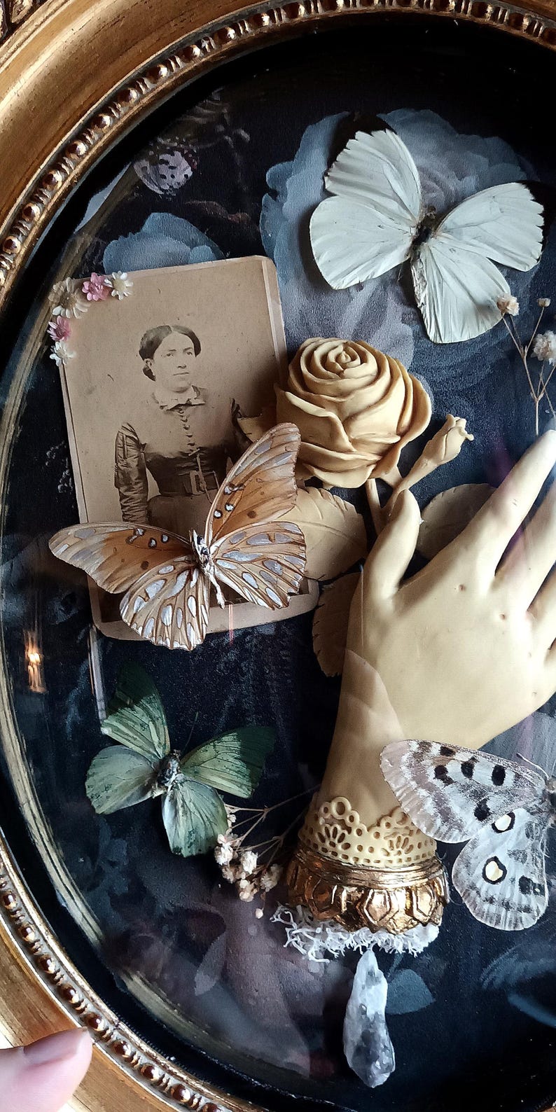 In Memoriam – Preserved Butterfly Specimen Art – Gothic Cabinet of ...