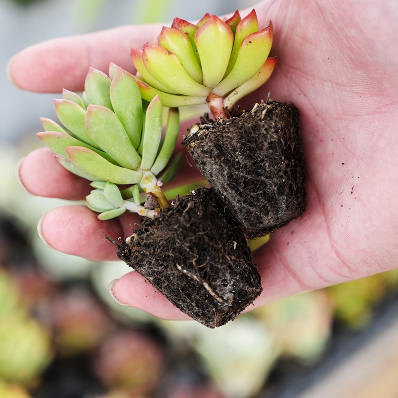 Live Succulent Plants, Plug Succulents for Starters, Various Varieties ...