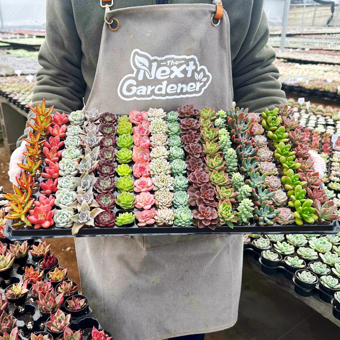 Live Succulent Plants, Plug Succulents for Starters, Various Varieties ...