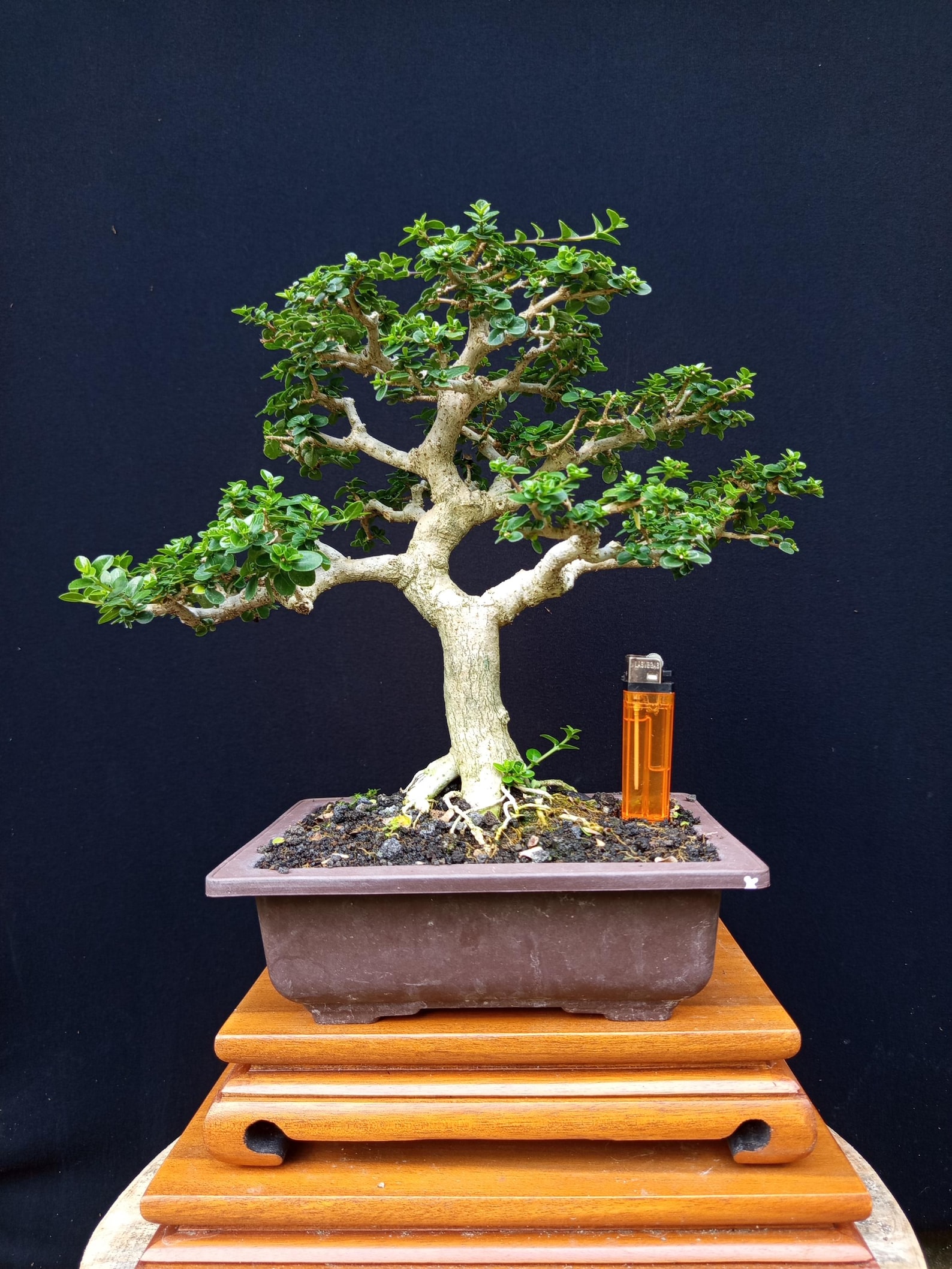 Premna Microphylla Bonsai Tree Mame Size | Tropical Live Plant Indoor ...