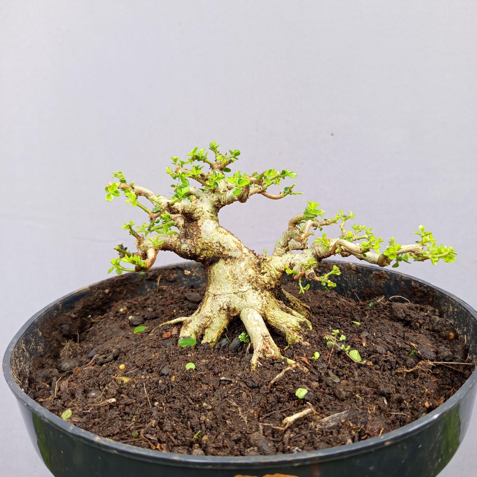 Material Premna Microphylla Bonsai Tree - Indoor Plant Mame Size 10 Cm ...