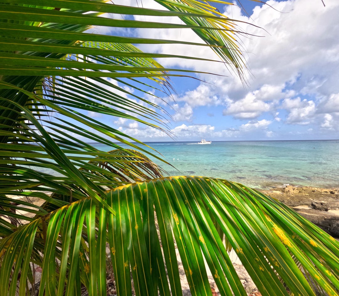Tropical Palm Canopy Over Caribbean Waters – Cozumel - Etsy