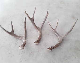 Real deer antlers | Etsy