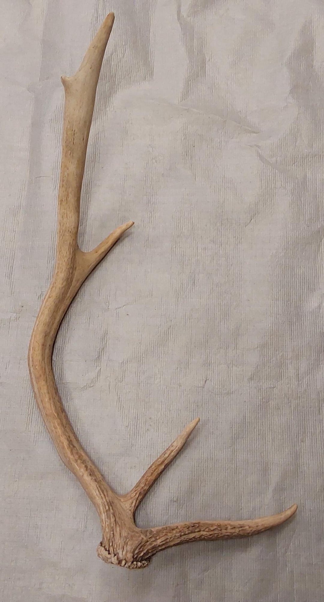 Natural Real Elk Antler Shed Decor Crafts Rustic Antlers Display Home ...