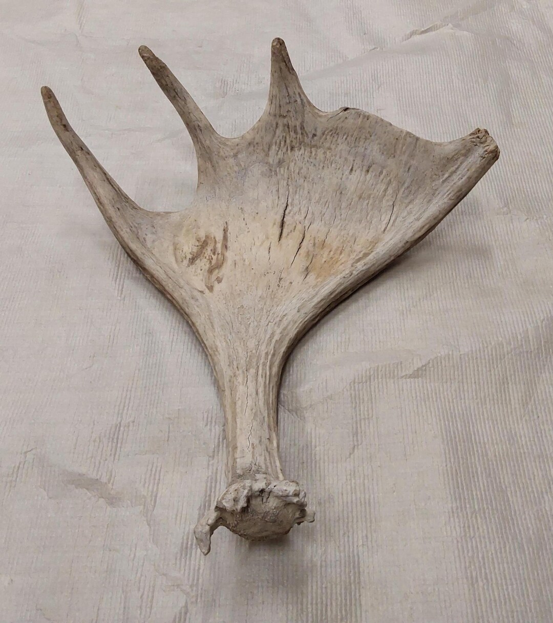 Natural Real Moose Antler Shed Decor Crafts Rustic Antlers Display Home ...